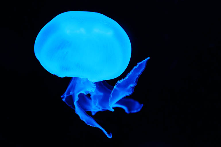 The Mystery of Bioluminescent Bays Uncovered!